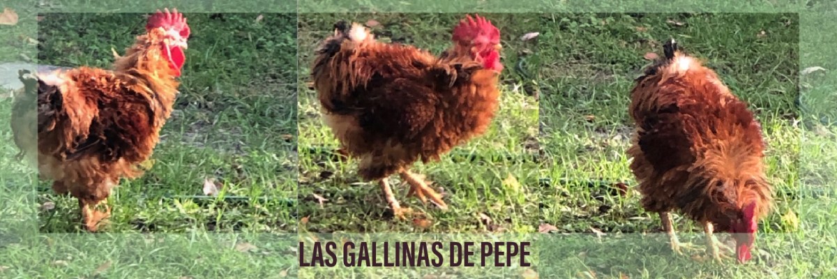 LAS GALLINAS DE PEPE (Parte VIII) – EMOTIONS AND PAPER STRIPS